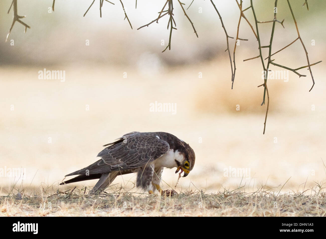 Laggar Falcon (Falco jugger) feeding Stock Photo - Alamy