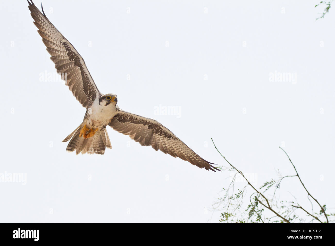 Laggar Falcon (Falco jugger) in flight Stock Photo - Alamy