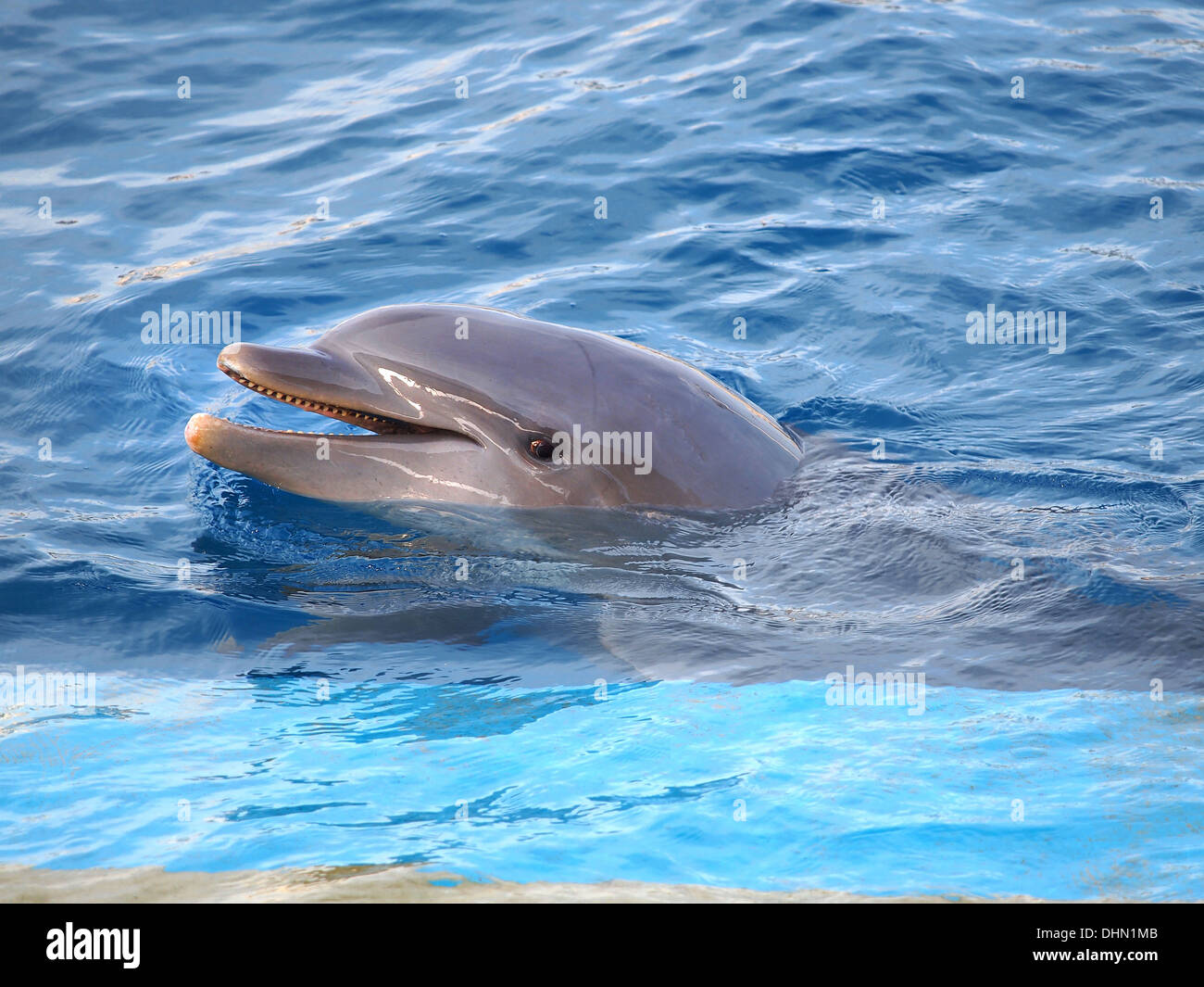 Dolphin underwater fish aquatic animal aquarium hi-res stock ...