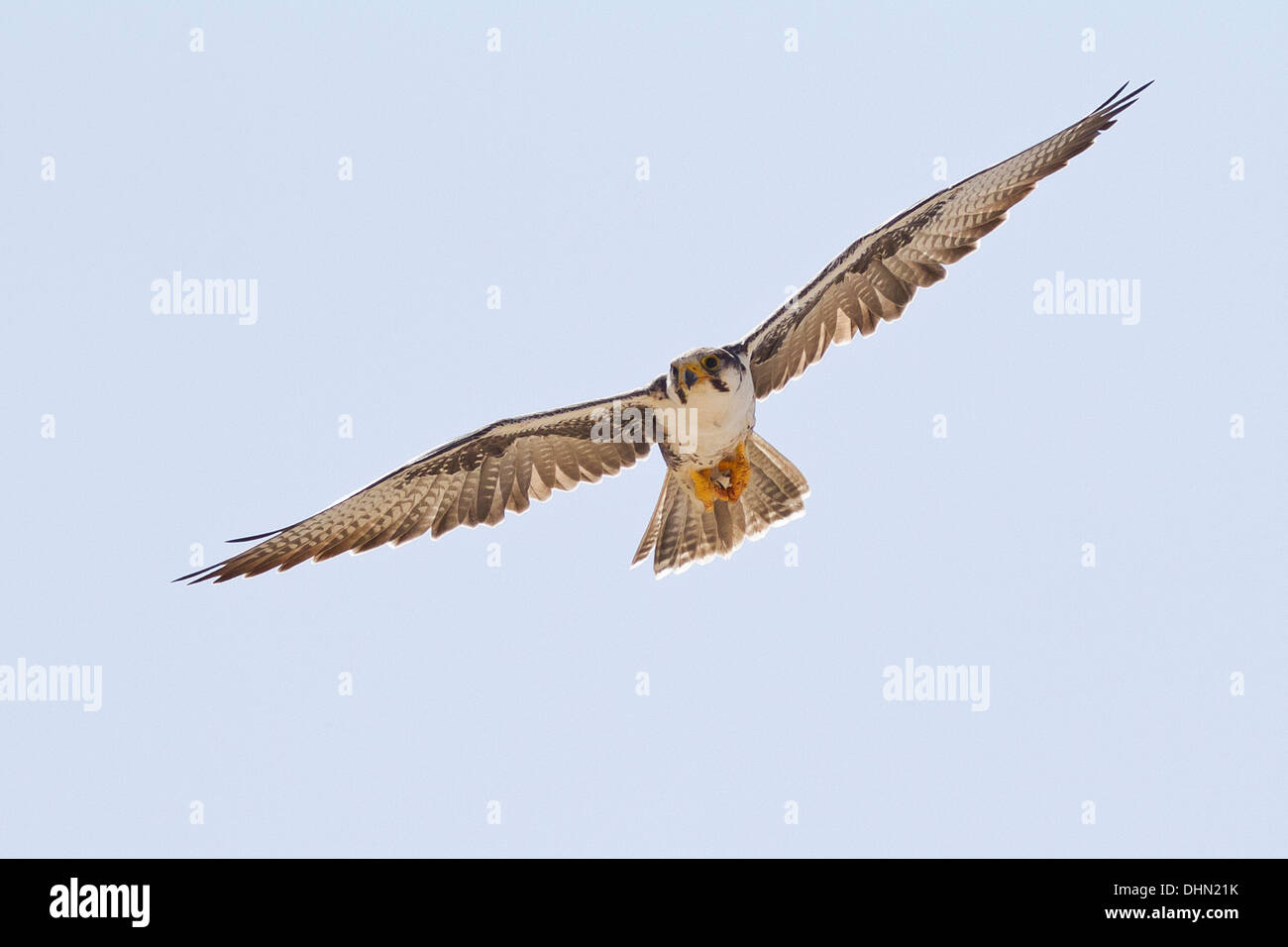 Laggar Falcon (Falco jugger) in flight Stock Photo - Alamy