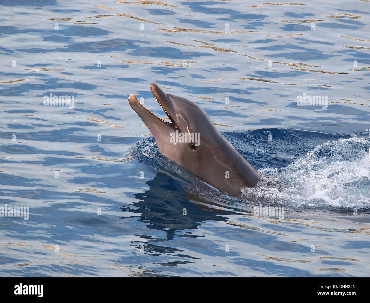 Dolphin underwater fish aquatic animal aquarium hi-res stock ...
