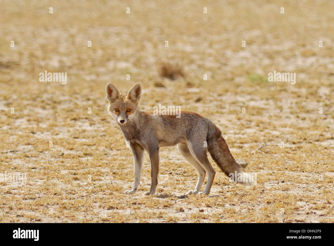 Desert fox Stock Photo - Alamy