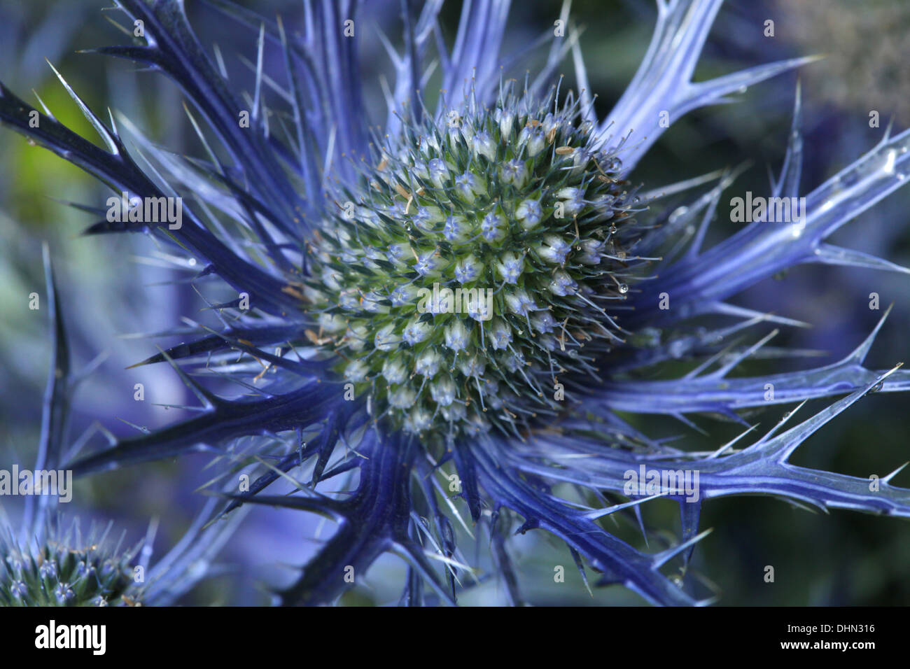 Sea Holly eryngium Stock Photo - Alamy
