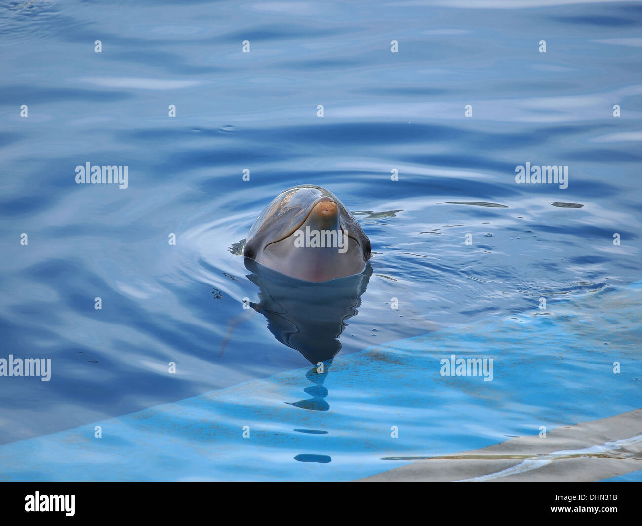 dolphin swiming in the pool Stock Photo - Alamy