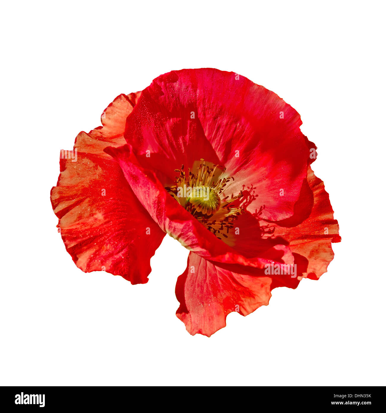One red poppy with a side view isolated on white background Stock Photo ...