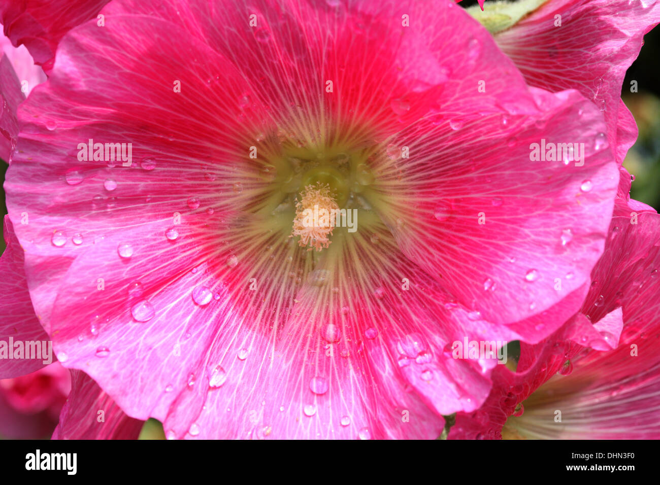 Alcea hollyhock hi-res stock photography and images - Alamy