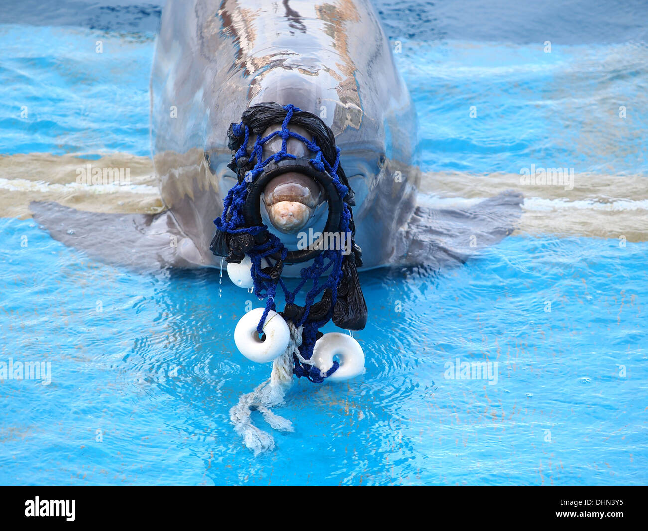 Dolphin net hi-res stock photography and images - Alamy