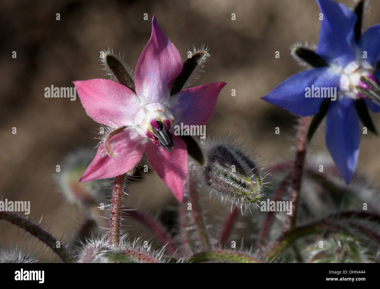 Borage pink hi-res stock photography and images - Alamy