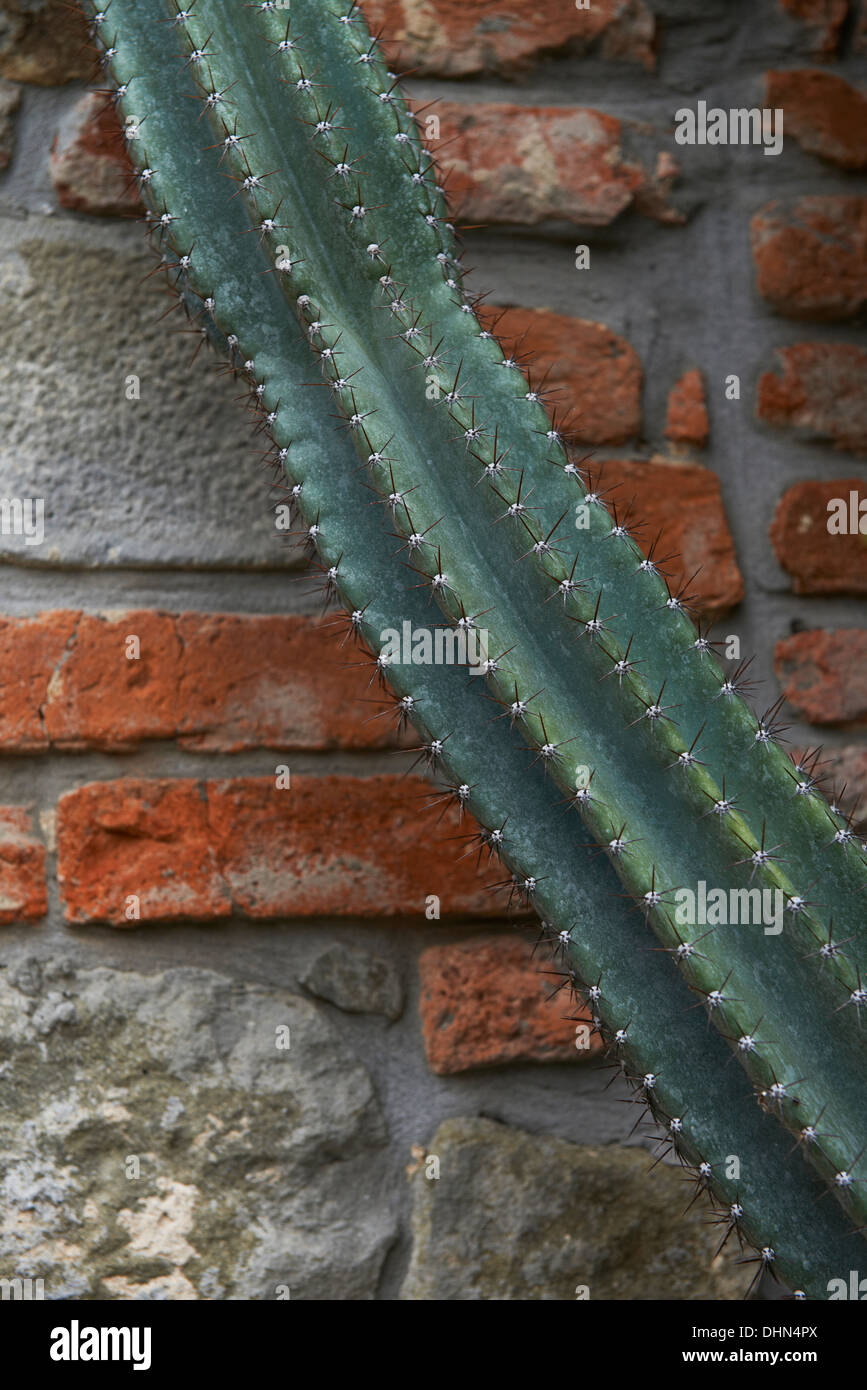 Large mature cactus plant next to a wooden front door in the village of ...