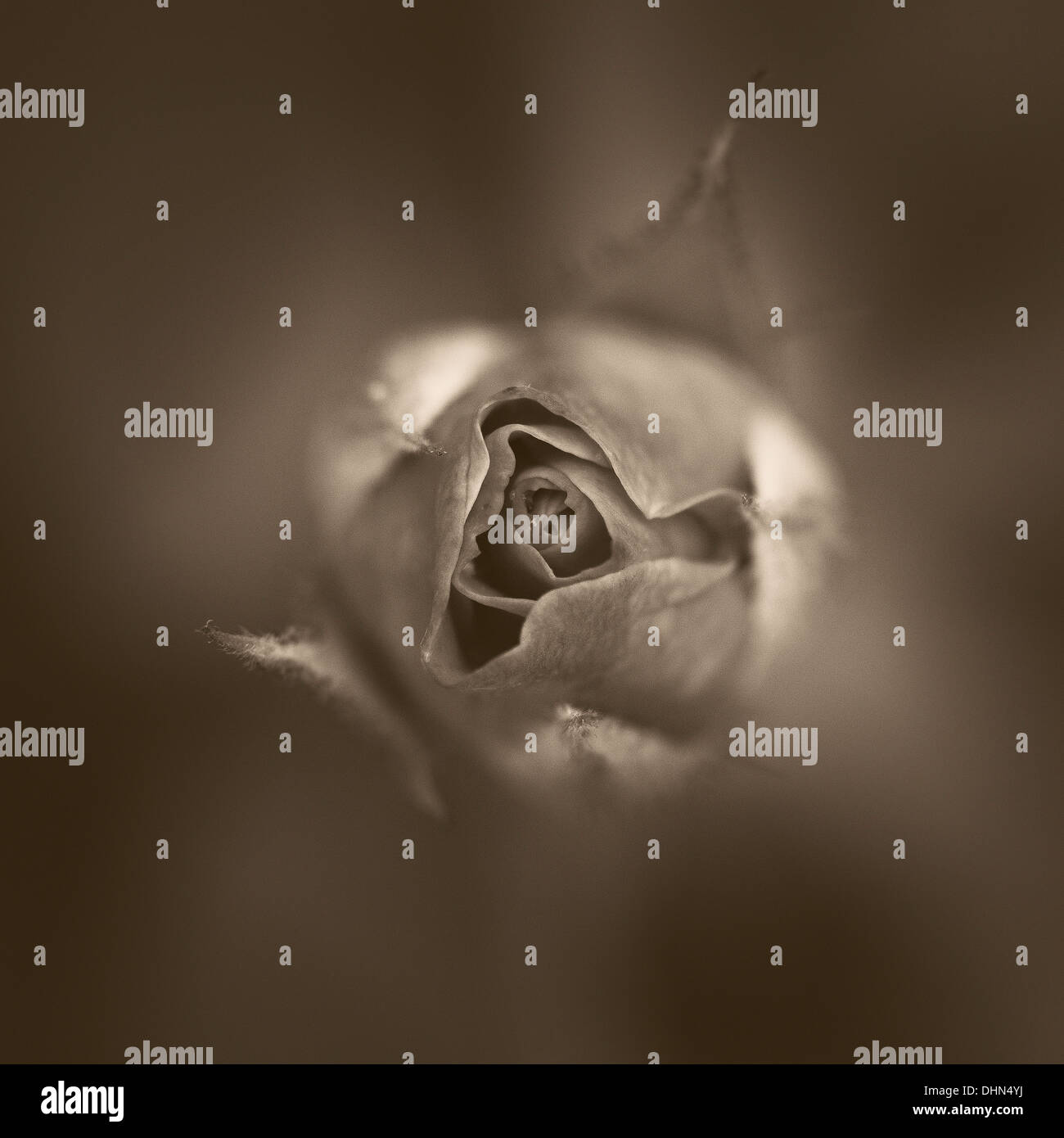 Sad rose image hi-res stock photography and images - Alamy