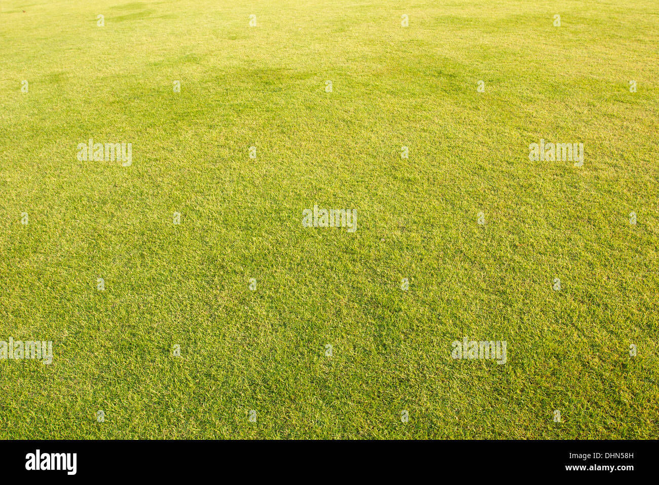 Green lawn background Stock Photo - Alamy
