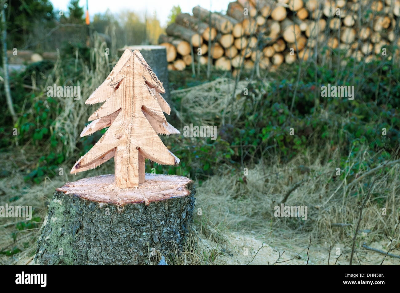 Surface tree in forest hi-res stock photography and images - Alamy