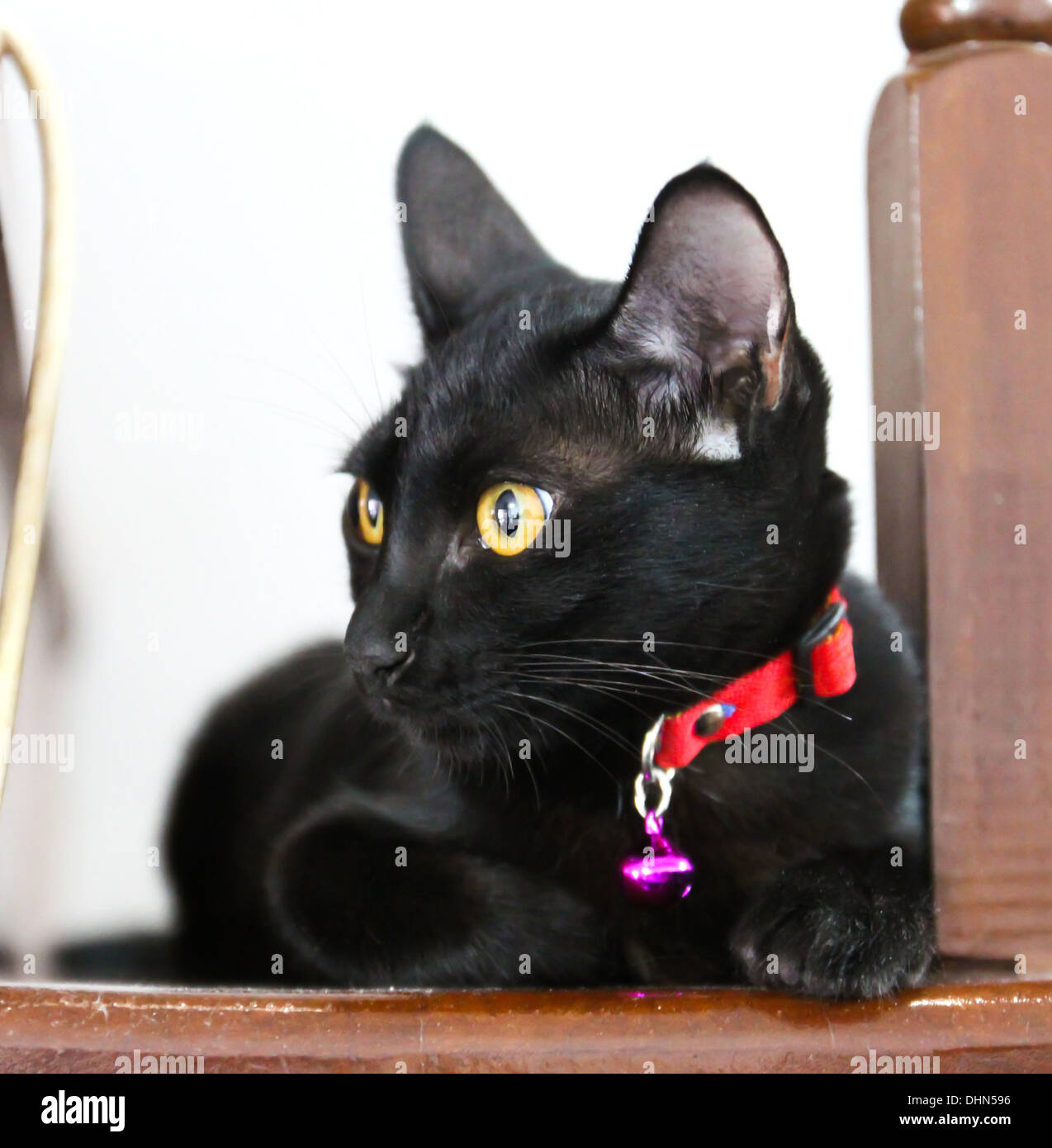 Thai cat not thailand hi-res stock photography and images - Alamy