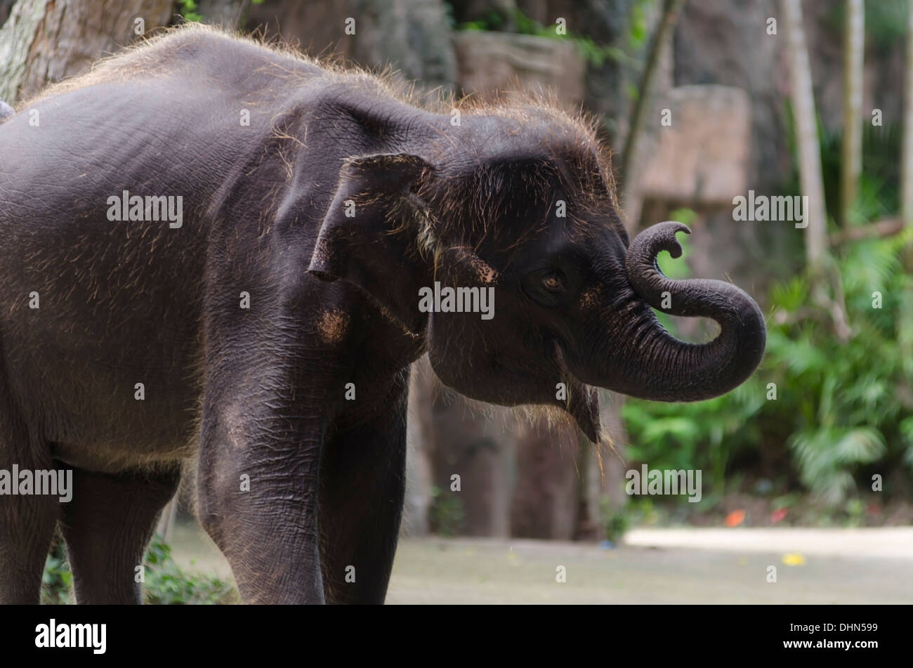 A horizontal photographic image of a baby elephant Stock Photo - Alamy