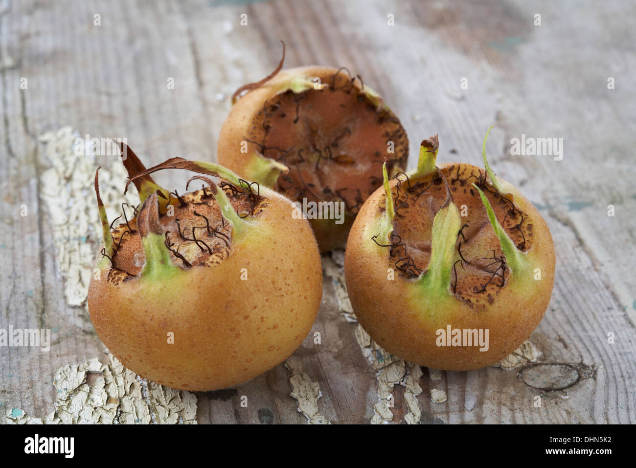 Medlar tree fruit hi-res stock photography and images - Alamy