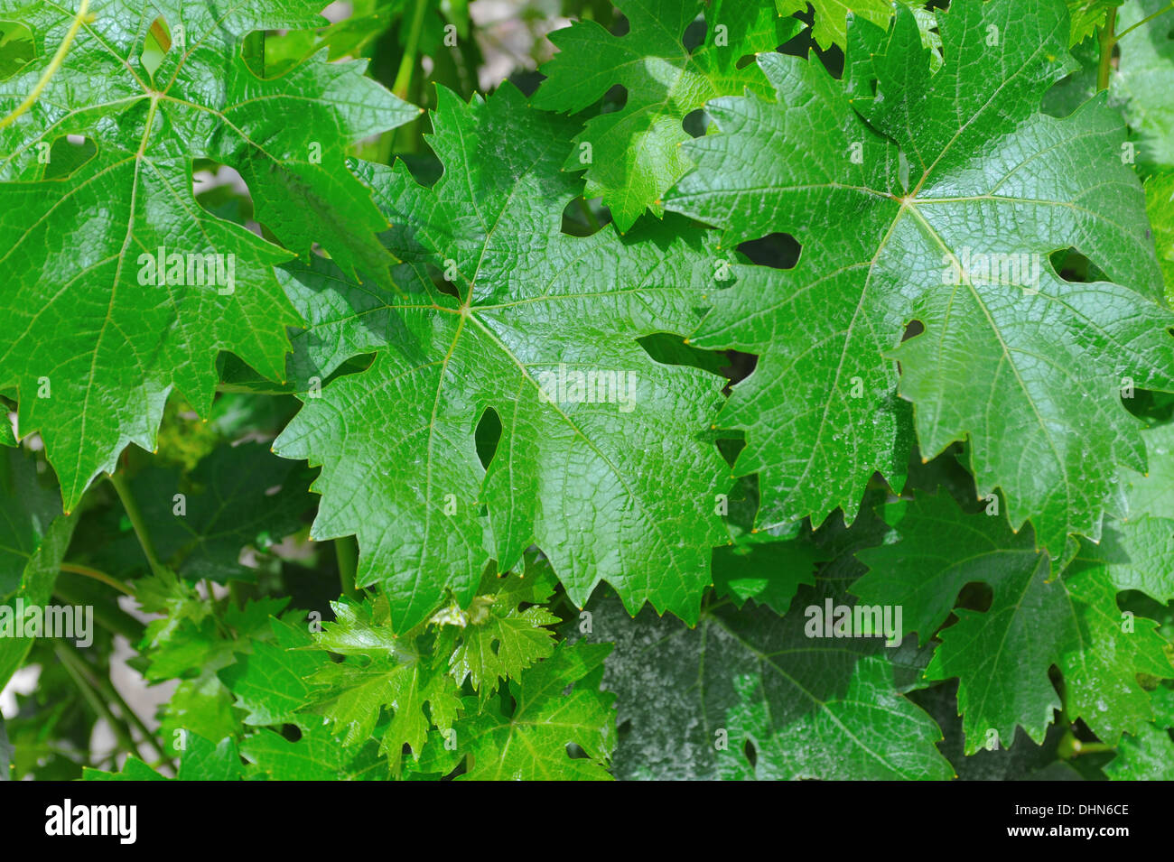Green grape leaves Stock Photo - Alamy
