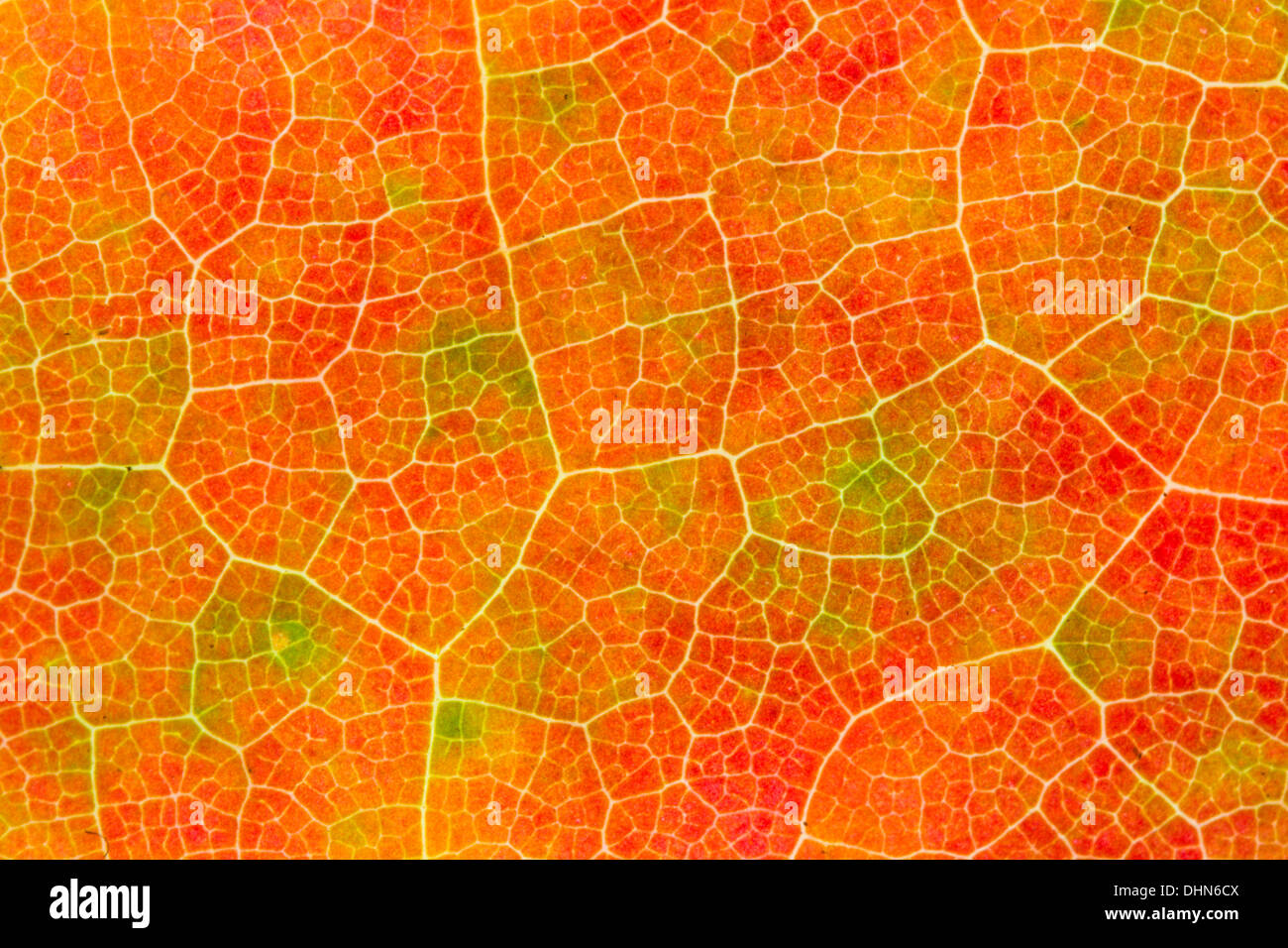 Closeup macro detail of colorful red fall Maple leaf in Western New ...