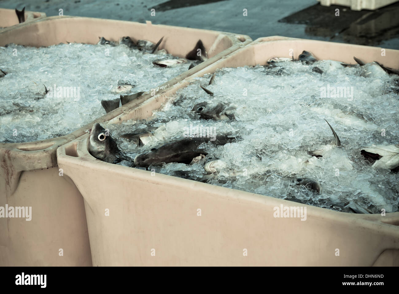 Catch of the day - Fresh Fish in Old Shipping Container. Filtered shot ...