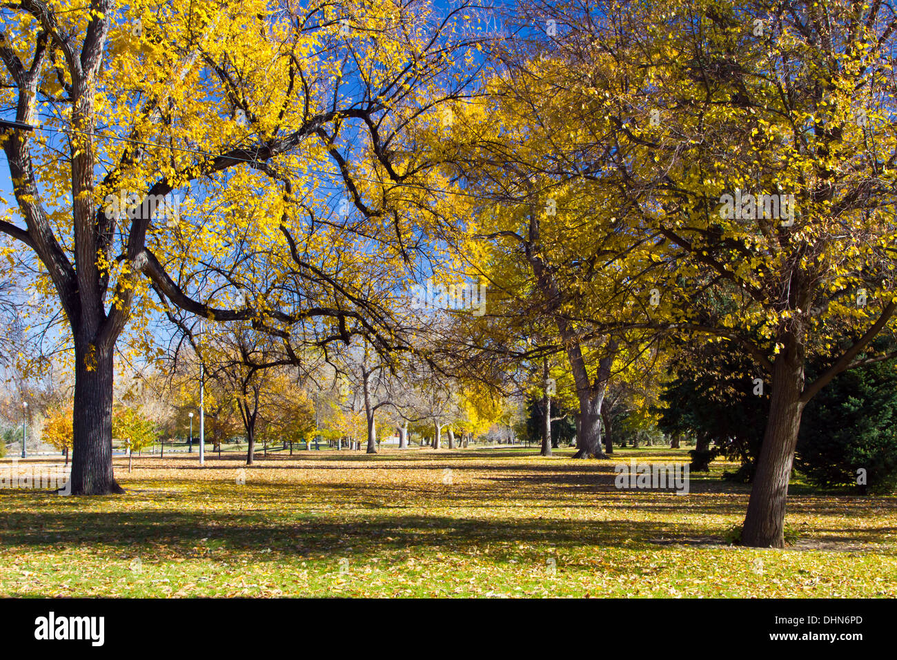 Colorful Fall trees in City Park - Denver, Colorado Stock Photo - Alamy