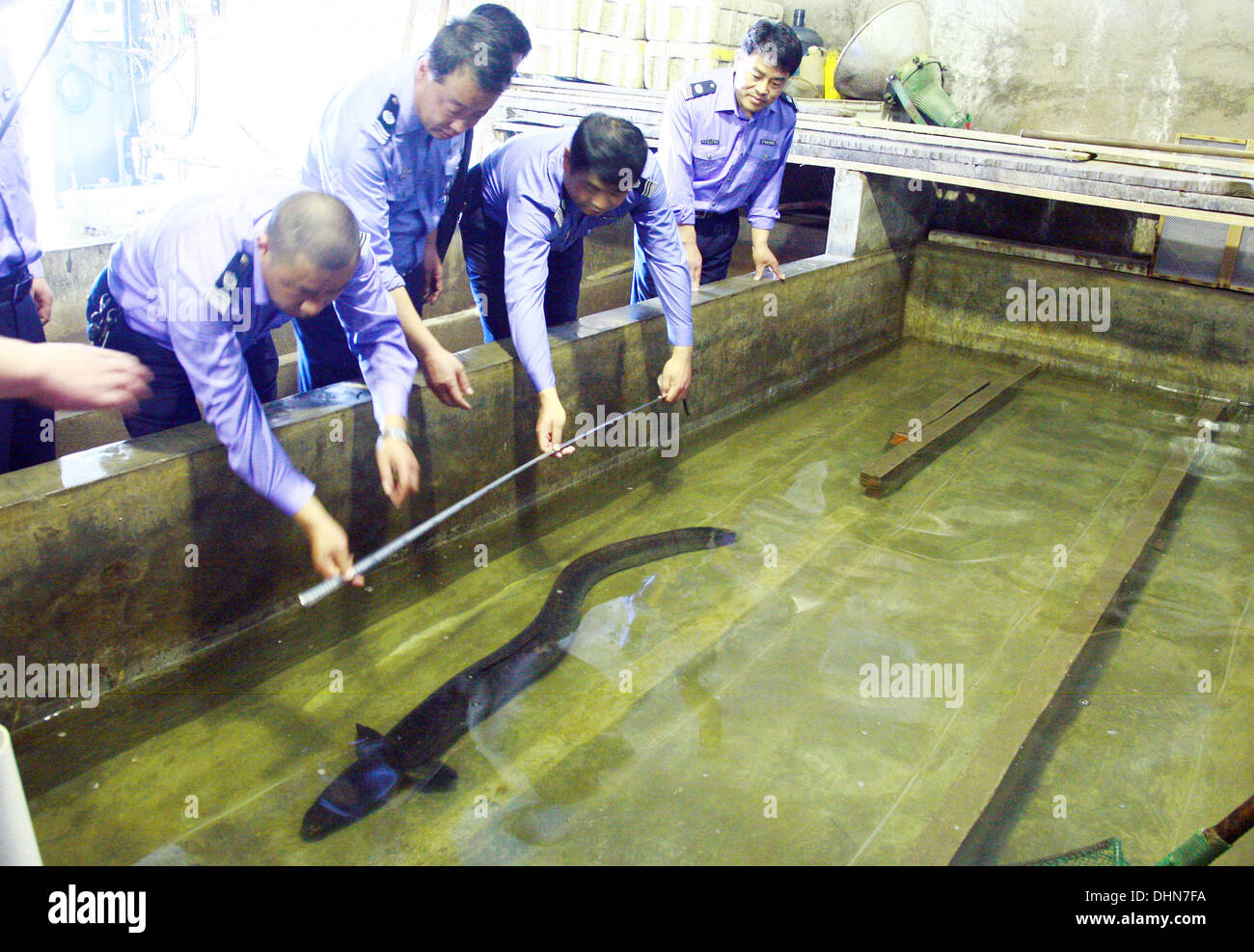 Rare Eel Released into the Yellow Sea The staff of the marine fisheries ...