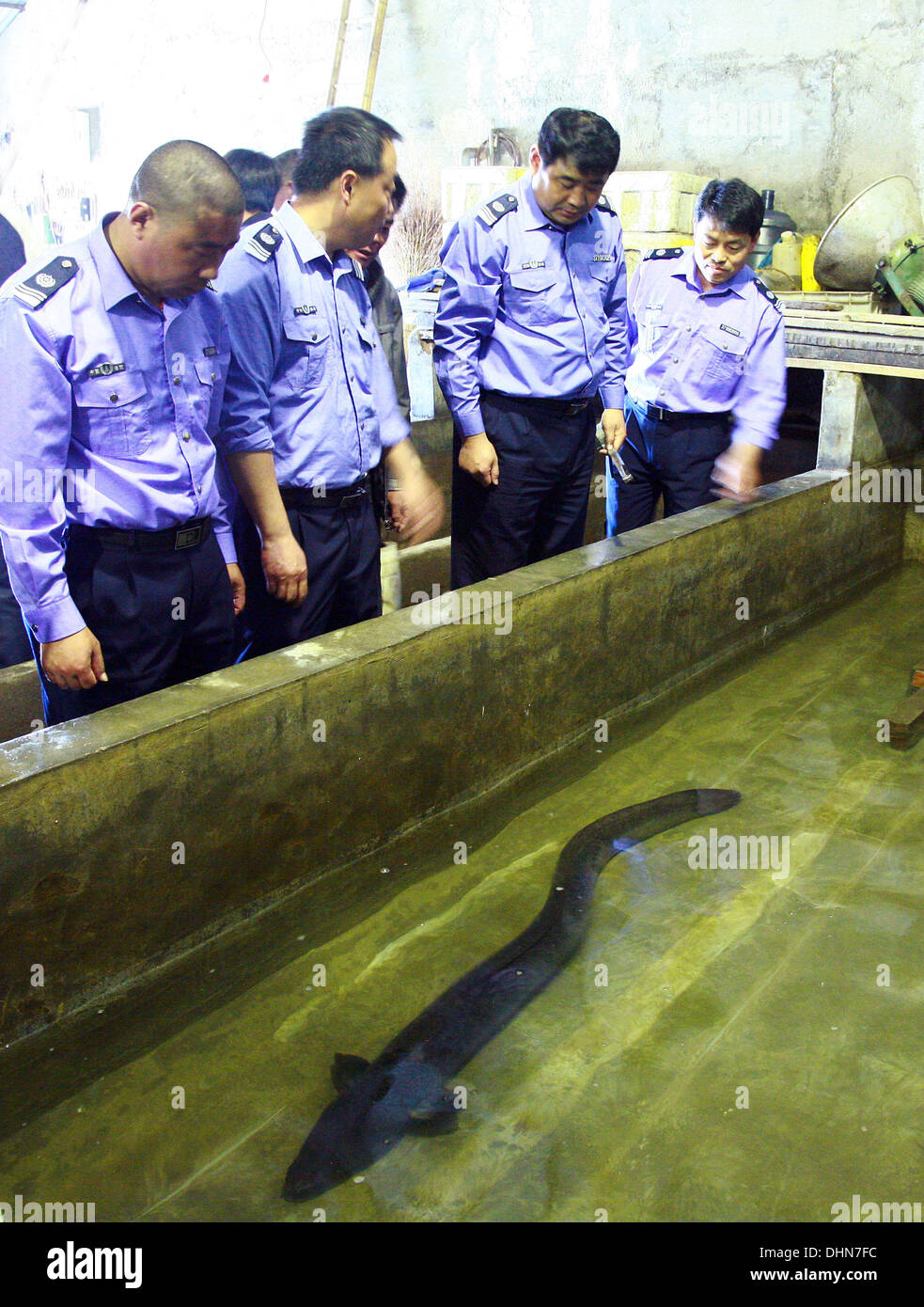 Rare Eel Released into the Yellow Sea The staff of the marine fisheries ...
