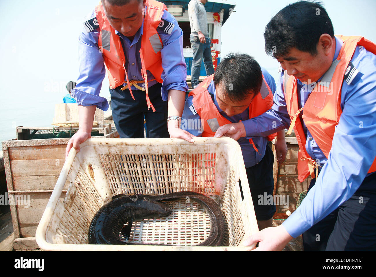 Rare Eel Released into the Yellow Sea The staff of the marine fisheries ...
