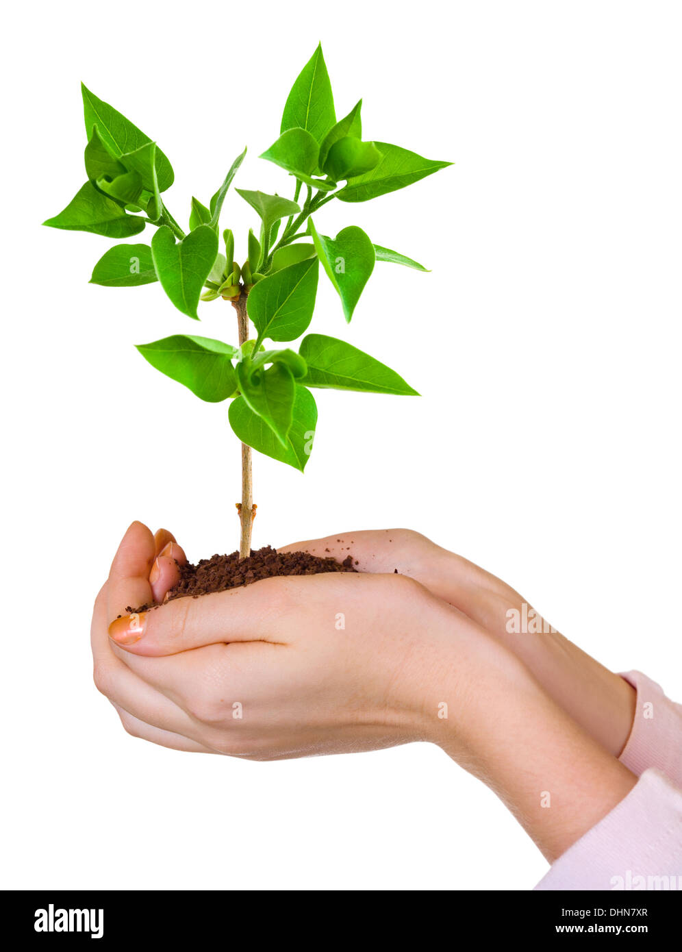 Hands and plant Stock Photo - Alamy