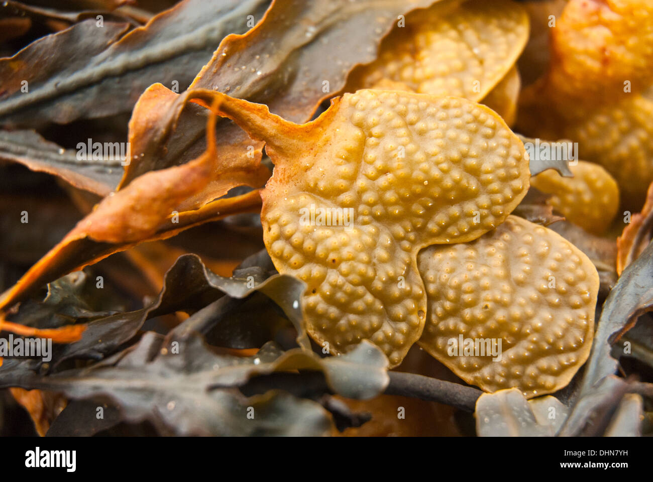 Flat /spiral Wrack Seaweed and one of its reproductive "jelly bags" or ...