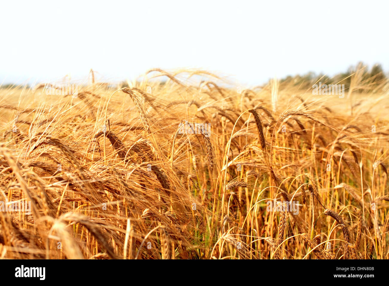 Wheaten color hi-res stock photography and images - Alamy