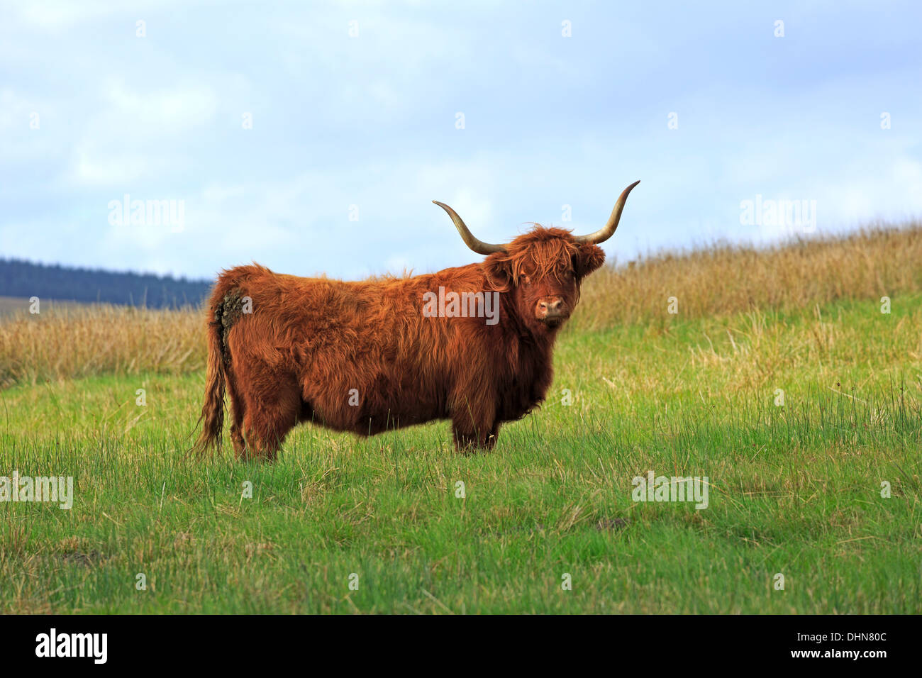 Highland cattle cow hi-res stock photography and images - Alamy