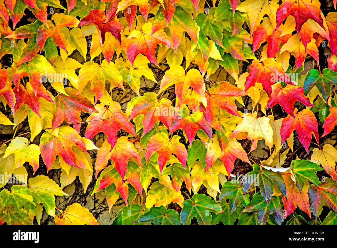 Shadow of vine leaves hi-res stock photography and images - Alamy