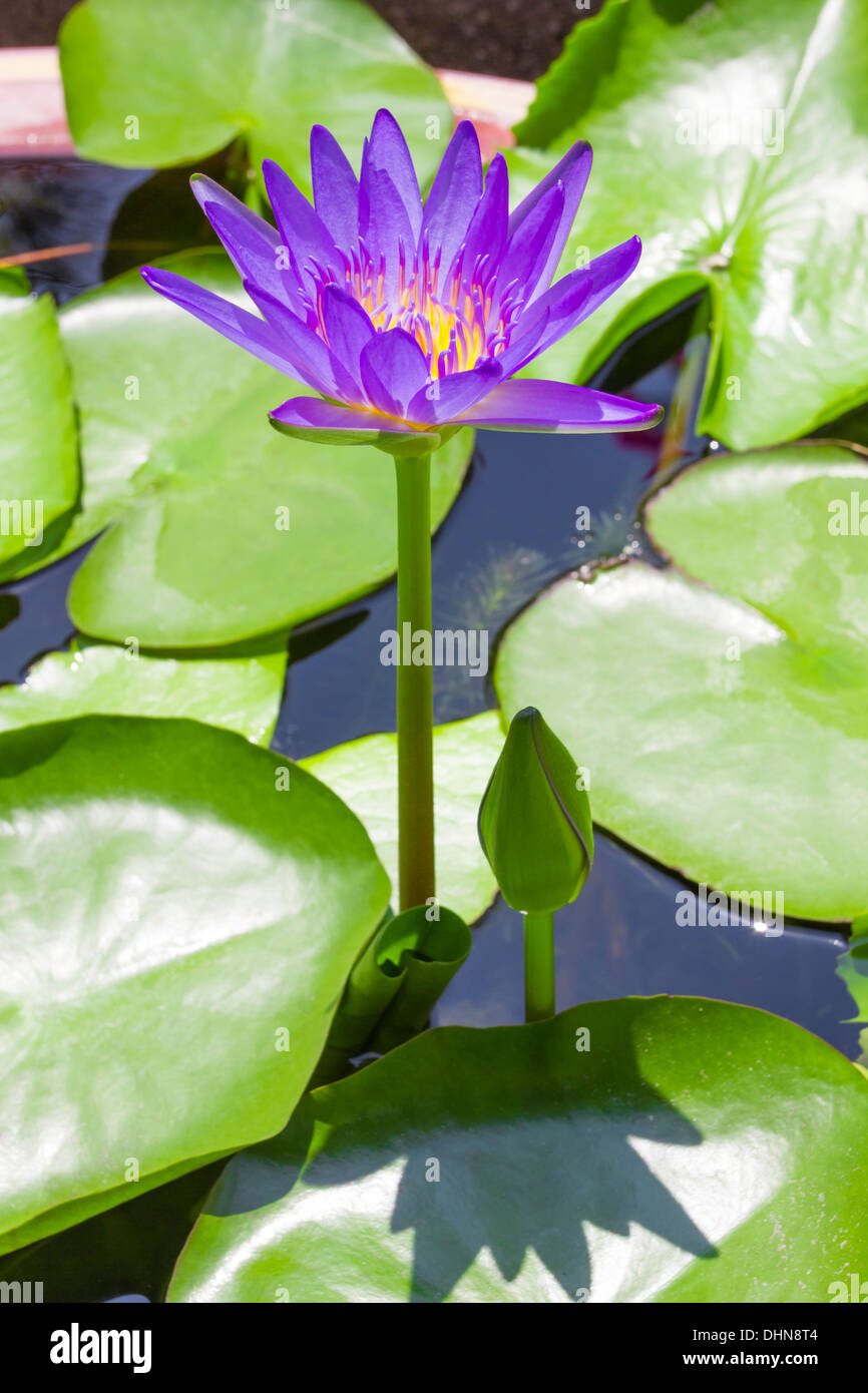 Beau basin hi-res stock photography and images - Alamy