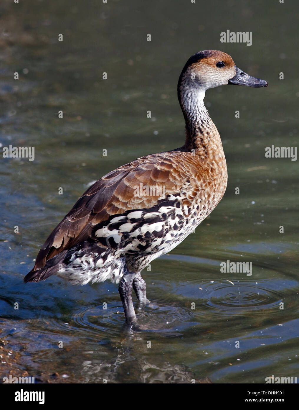Cuban birds hi-res stock photography and images - Alamy