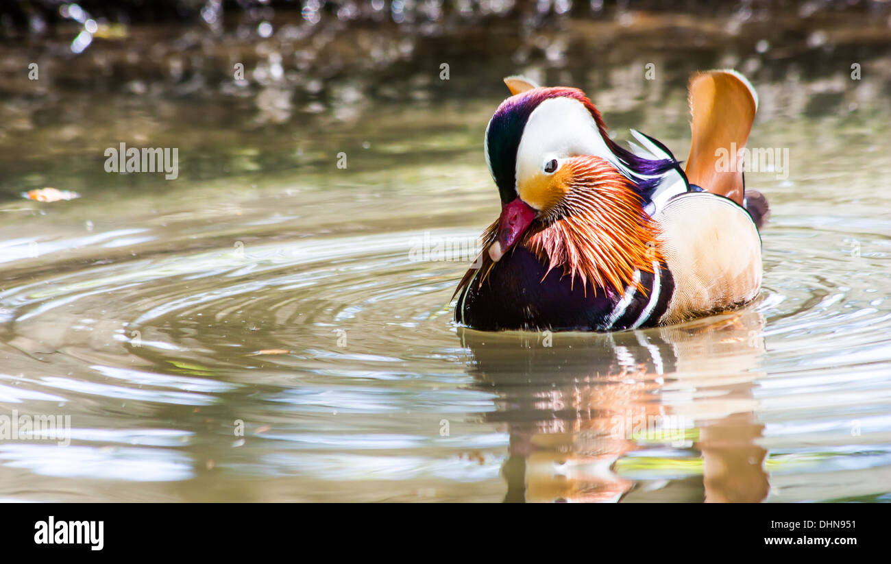 Head of a mandarin duck hi-res stock photography and images - Alamy