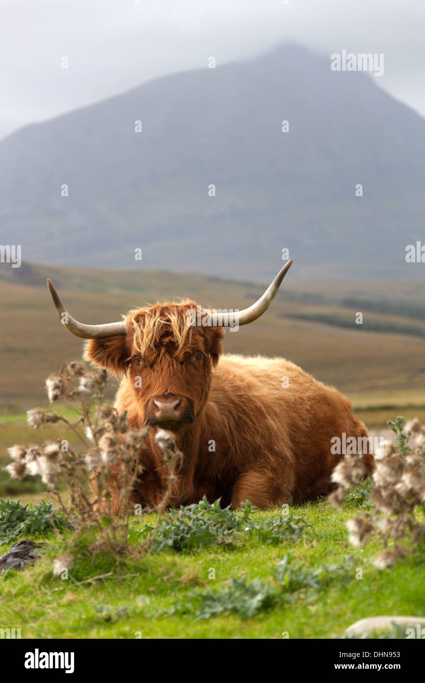 Loch Hope, Scotland. Picturesque view of a Highland cow grazing by the ...
