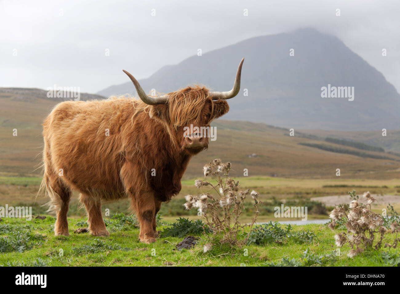 Loch Hope, Scotland. Picturesque view of a Highland cow grazing by the ...