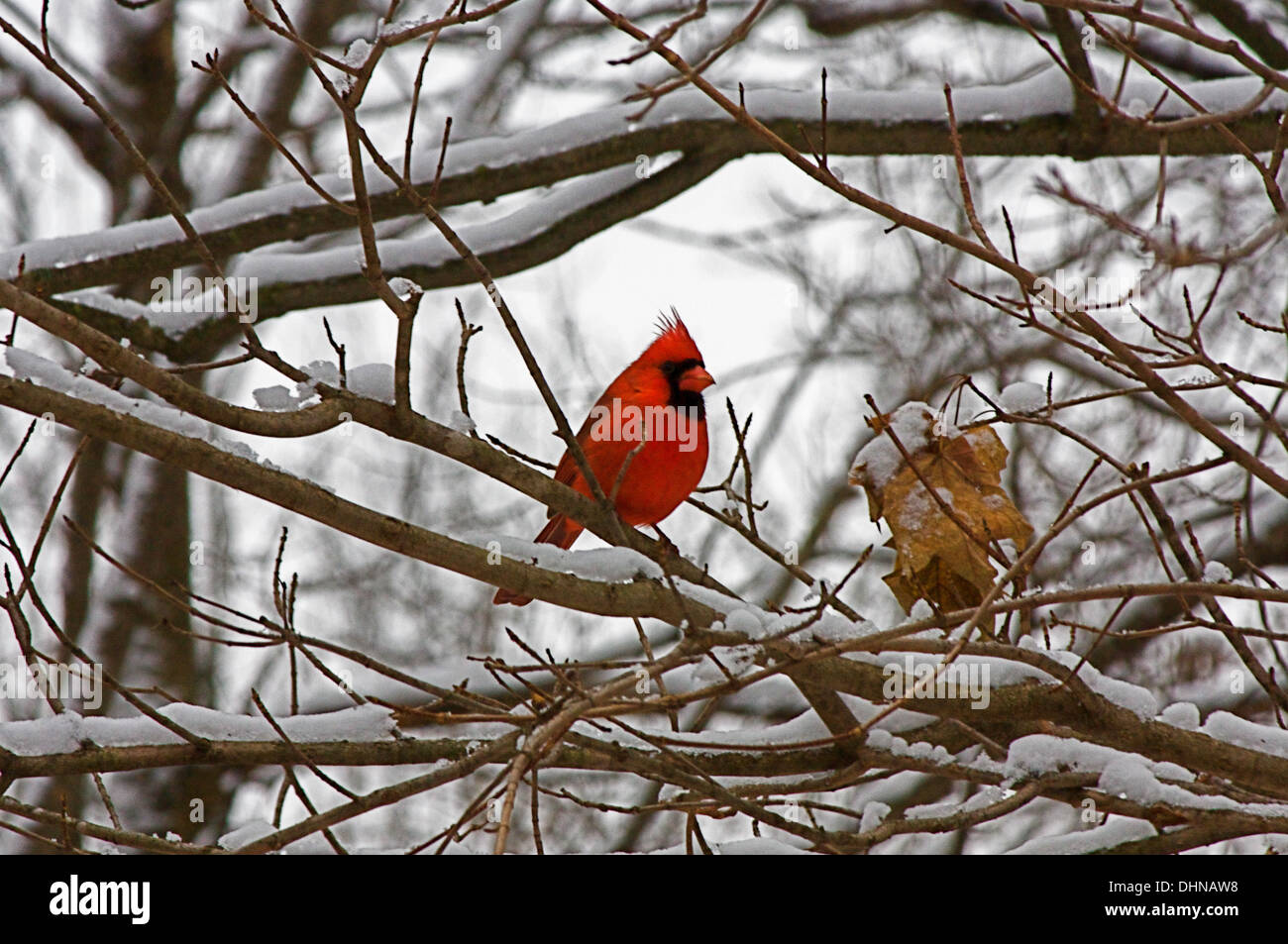 A bright red songbird sits in a snowy tree Stock Photo - Alamy