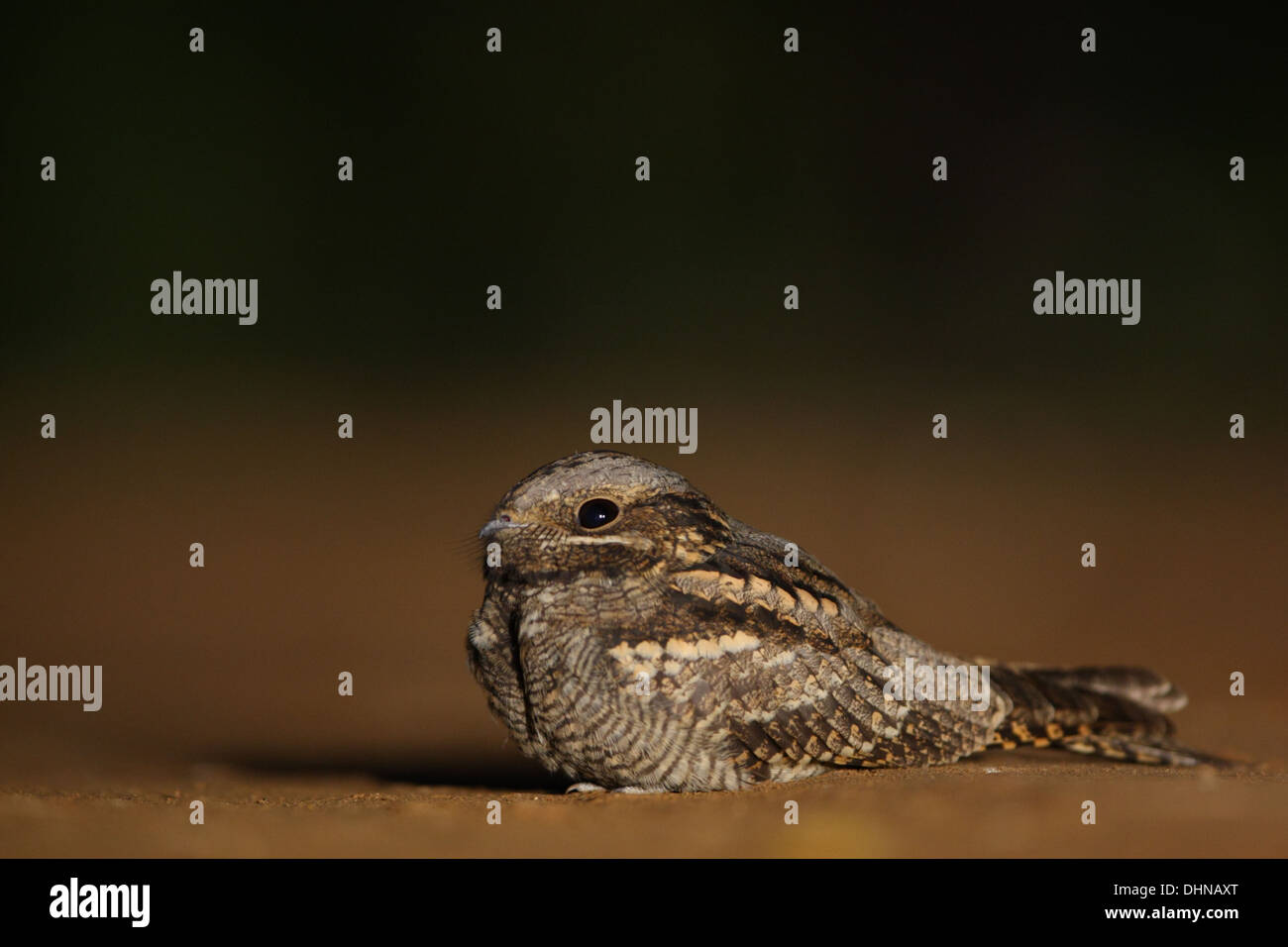 Nightjar (Caprimulgus europaeus) resting on the ground. Europe Stock ...