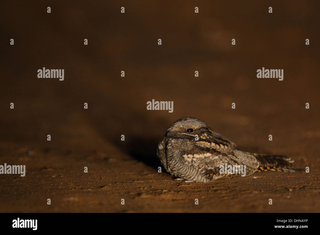 Nightjar (Caprimulgus europaeus) resting on the ground. Europe Stock ...