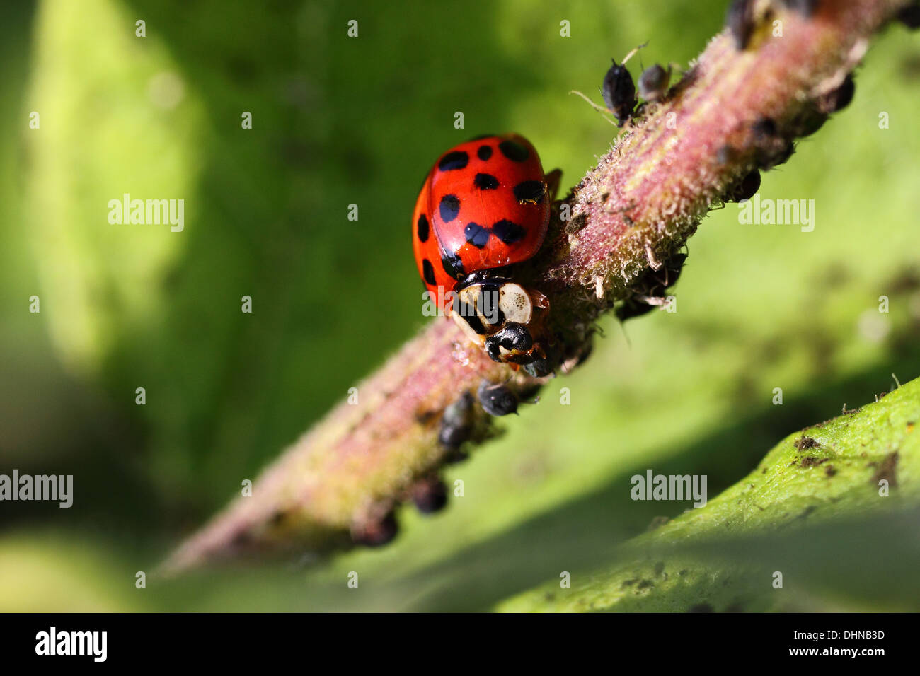 Asian lady beetle Stock Photo - Alamy
