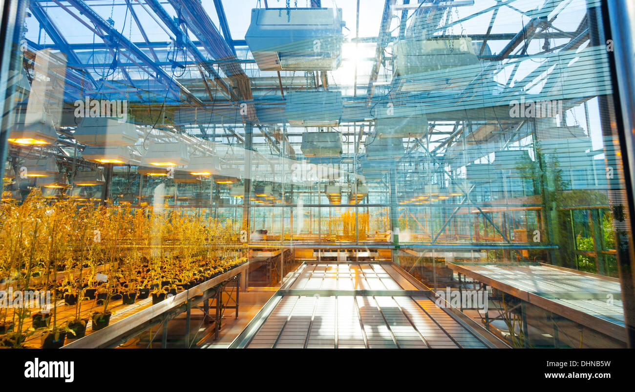 Agricultural plants in a greenhouse, the scientific selection Stock ...