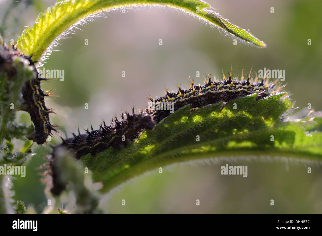 Stinging caterpillars hi-res stock photography and images - Alamy
