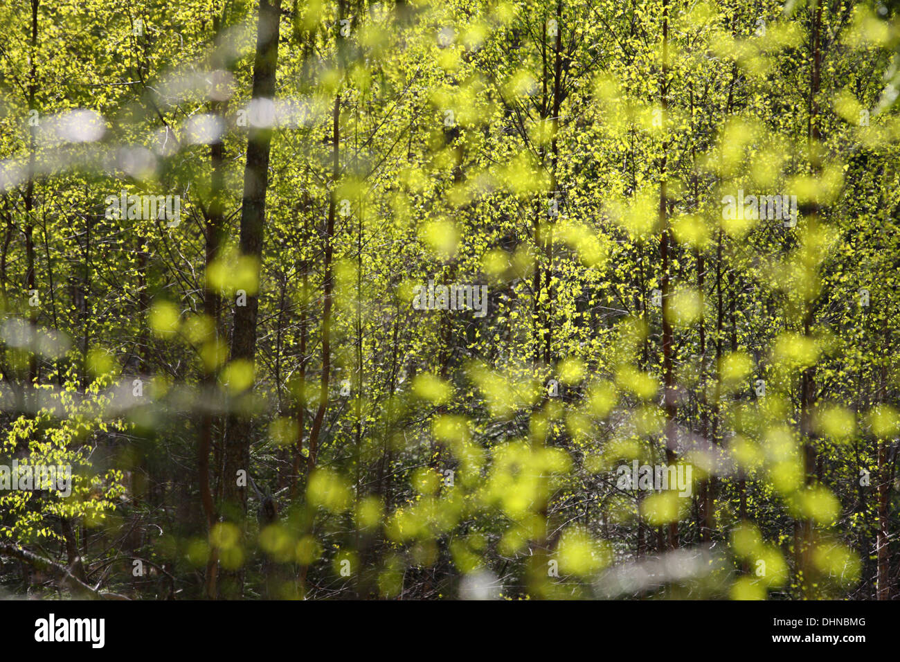 Spring green in the forest. Europe, Estonia Stock Photo - Alamy