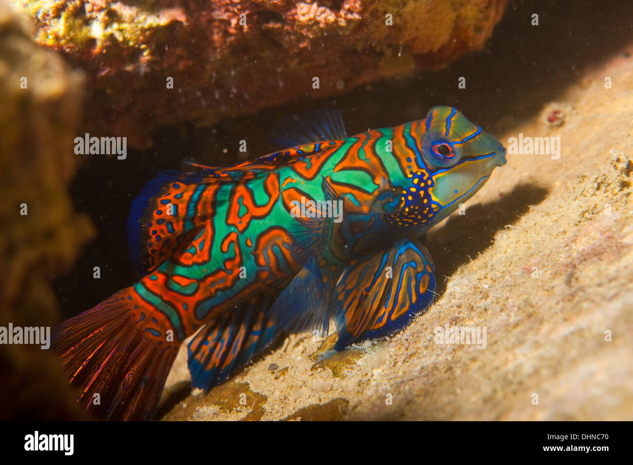 Mandarinfish - Synchiropus splendidus Stock Photo - Alamy