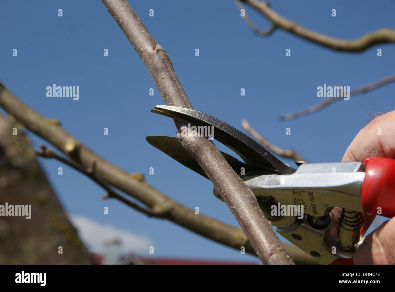 Pruning apple hi-res stock photography and images - Alamy