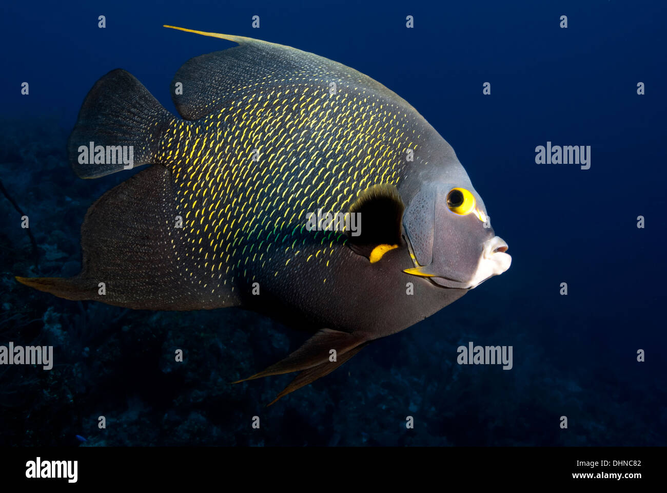 Paru paru hi-res stock photography and images - Alamy