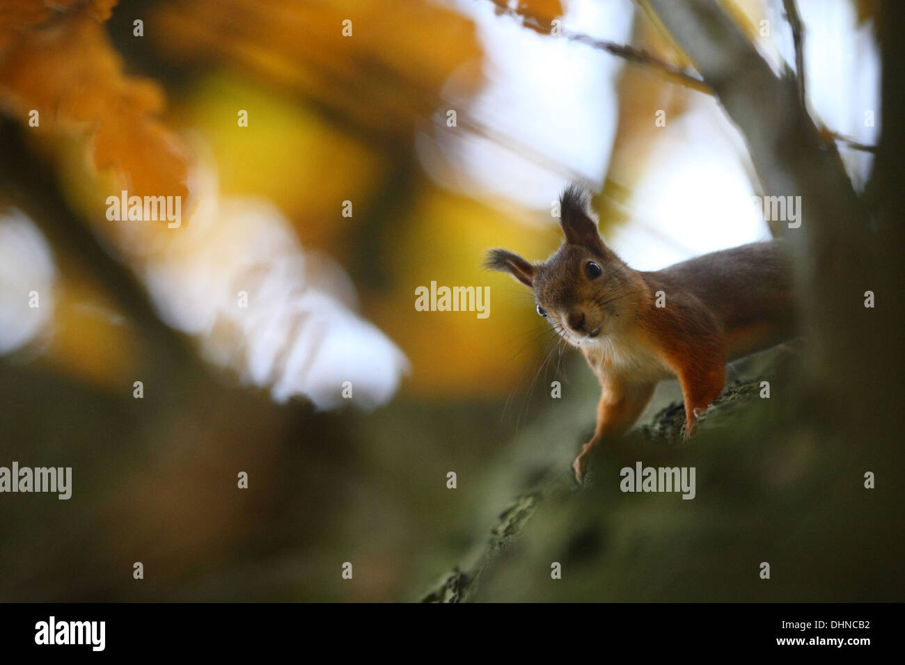 Red oak autumn tree hi-res stock photography and images - Alamy