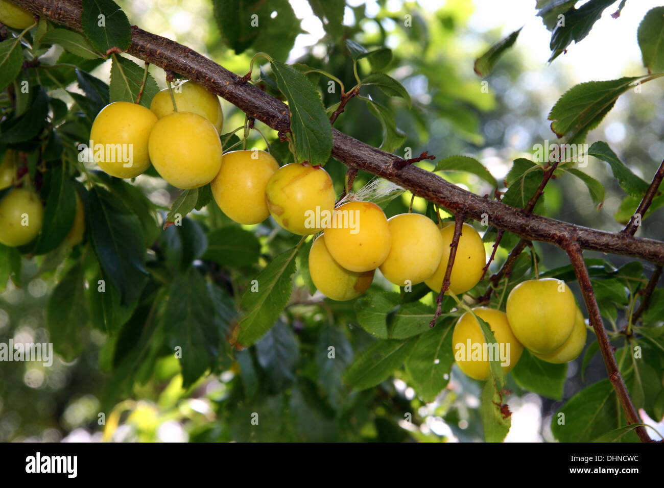 Mirabellenernte hi-res stock photography and images - Alamy