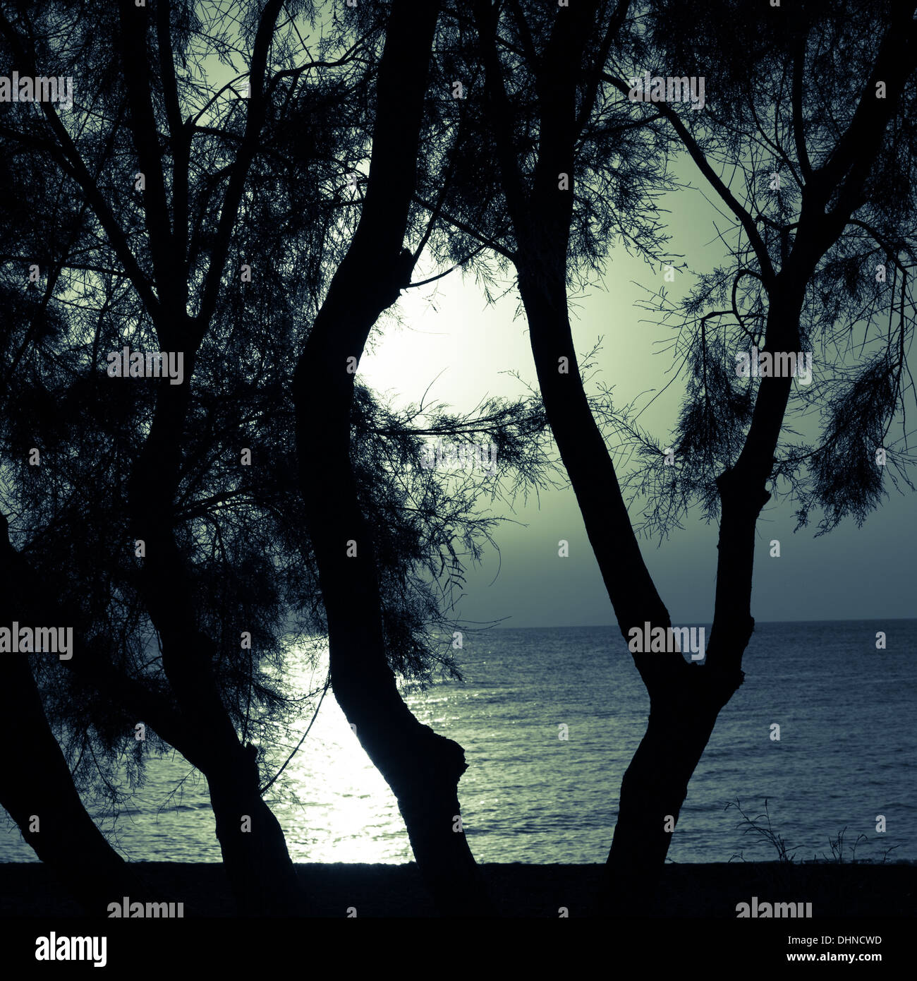 Tree on the beach hi-res stock photography and images - Alamy