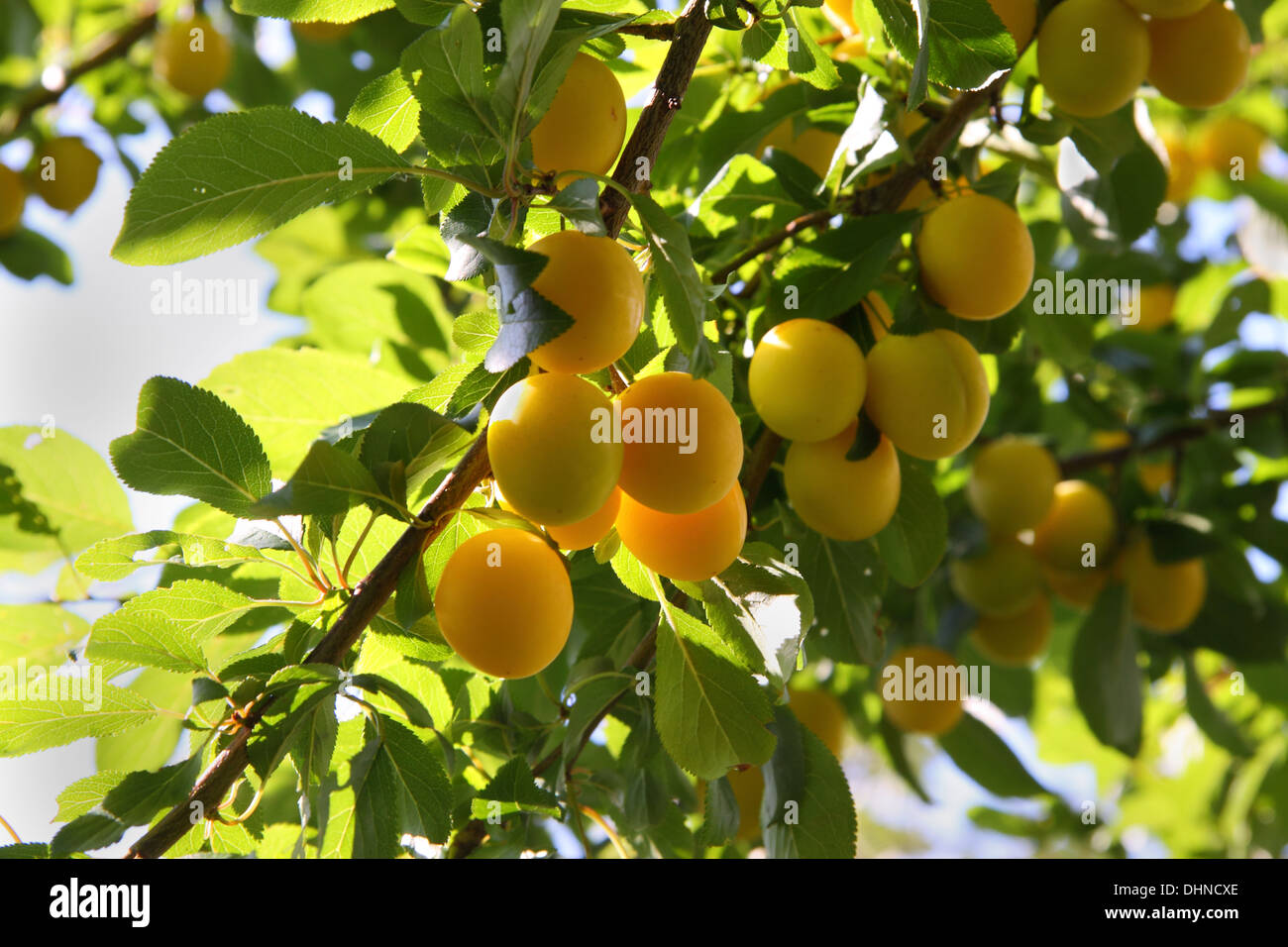 Mirabellenernte hi-res stock photography and images - Alamy